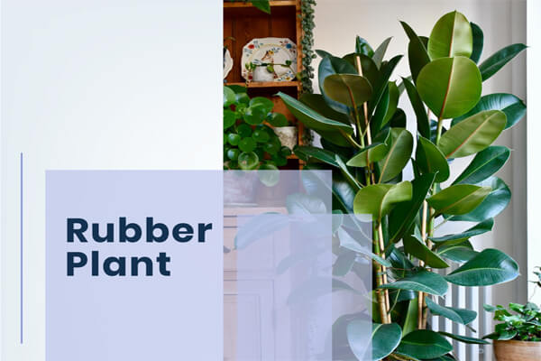 25 Best Indoor Air Purifying Plants | How Do Plants Purify Air – Garden ...